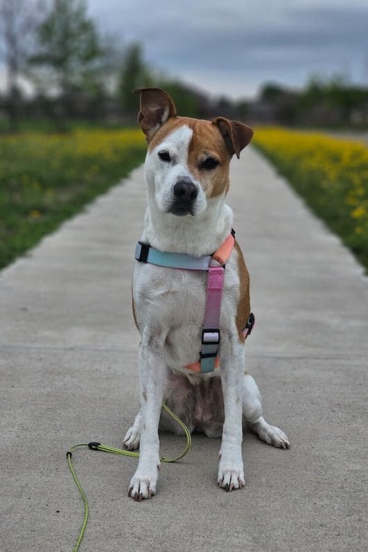 The Ultimate Checklist For A Good Doggie First Aid Kit