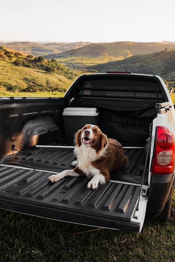 Is It Safe For Dogs to Ride in The Back of Pick-Up Trucks?