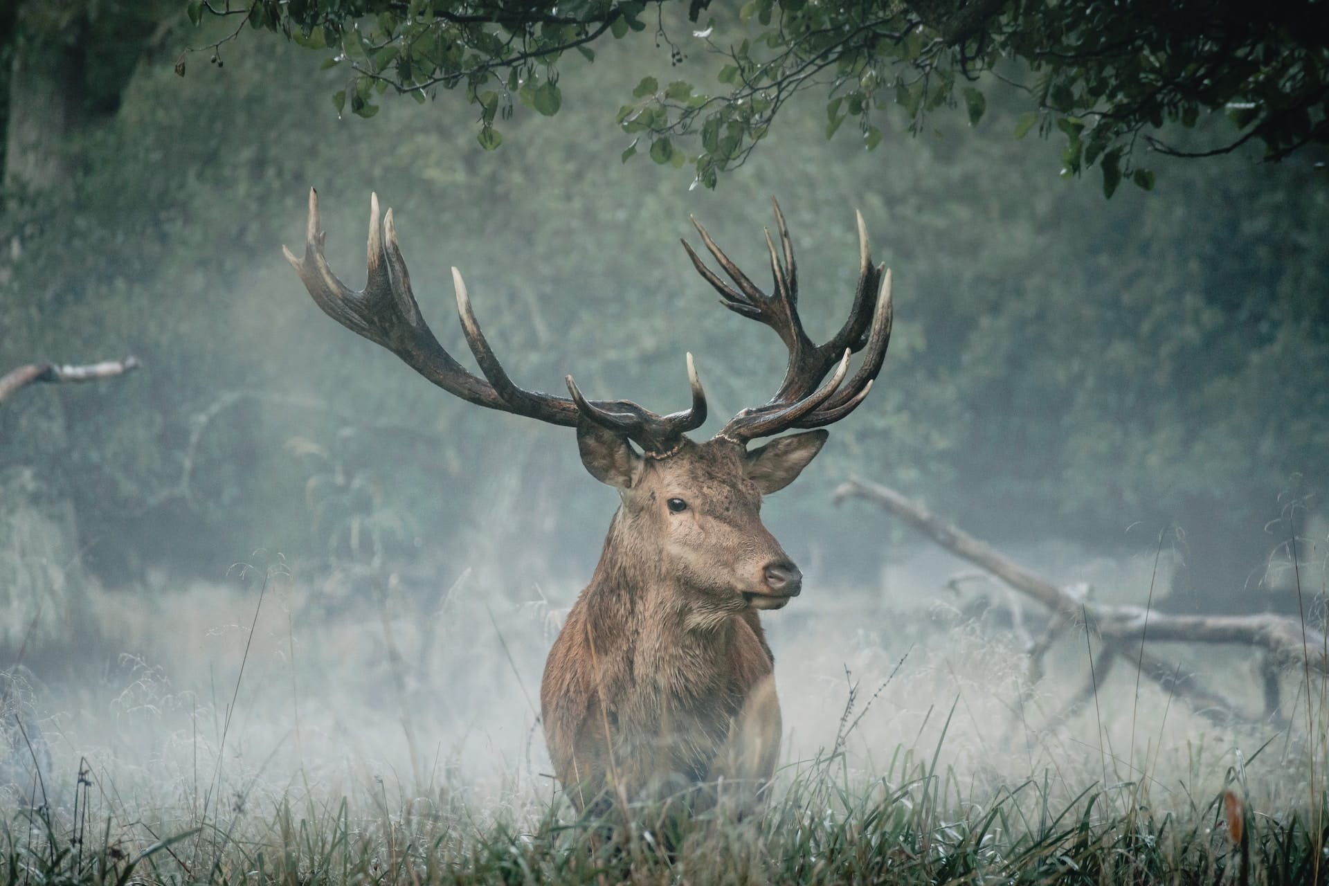 50+ Inspiring Deer Quotes to Ignite Your Inner Courage and Strength ...