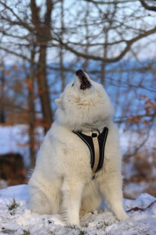 Paws-itively Puzzling! 20 Strangest Dog Behaviors Explained