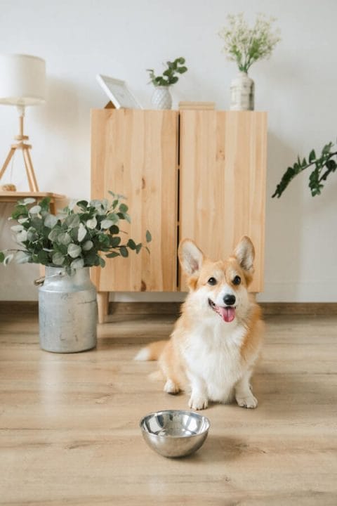 10 Healthy Strategies to Make Your Dog Live Longer