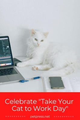 Get Ready to Celebrate Take Your Cat to Work Day with Petpress!