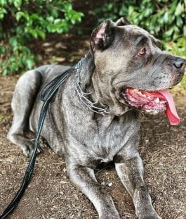 6 Popular Types of Cane Corso Breeds