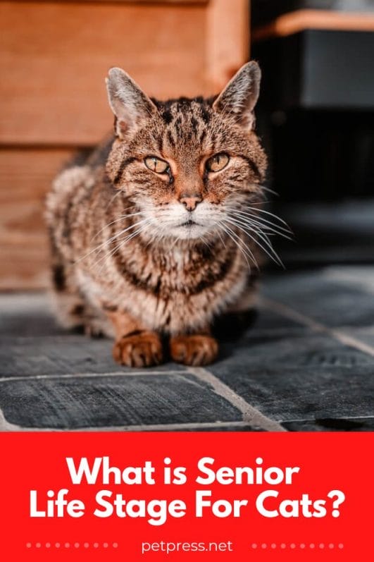 What is Senior Life Stage For Cats: A Compressive Guide