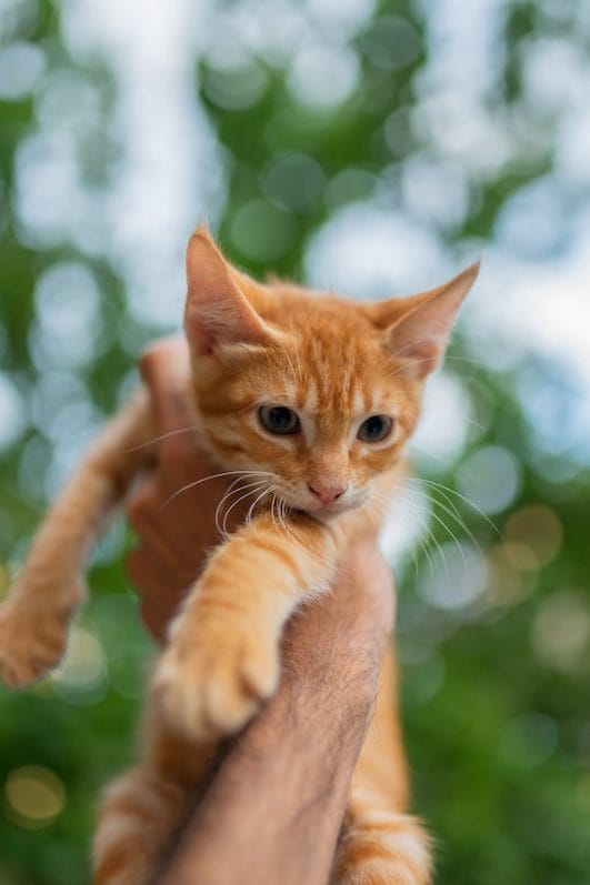 Adopt a Shelters Cat Month: The Joy of Adopting a Feline Friend