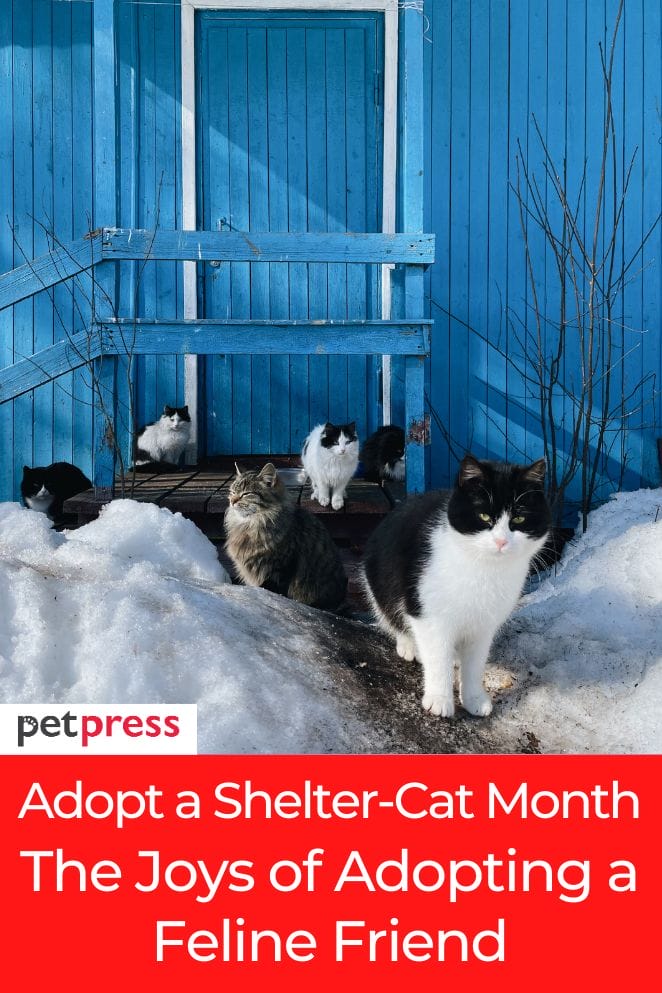Adopt a Shelters Cat Month: The Joy of Adopting a Feline Friend