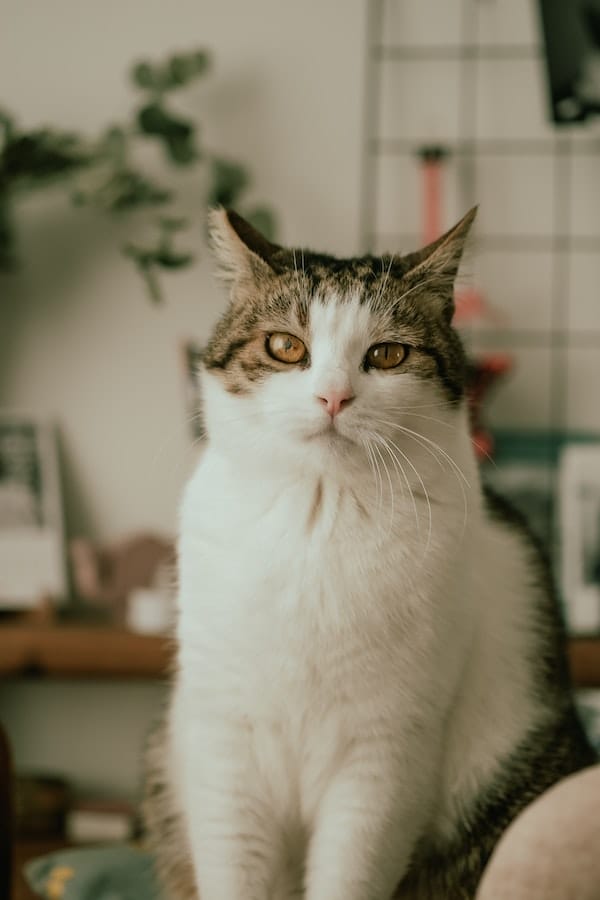Adopt a Shelters Cat Month: The Joy of Adopting a Feline Friend