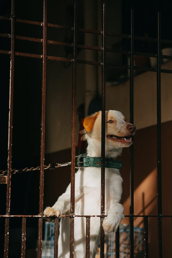 Animal Rights Awareness Week: Advocating for Compassion