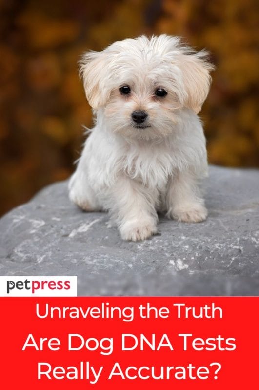 Unraveling the Truth: Are Dog DNA Tests Really Accurate?