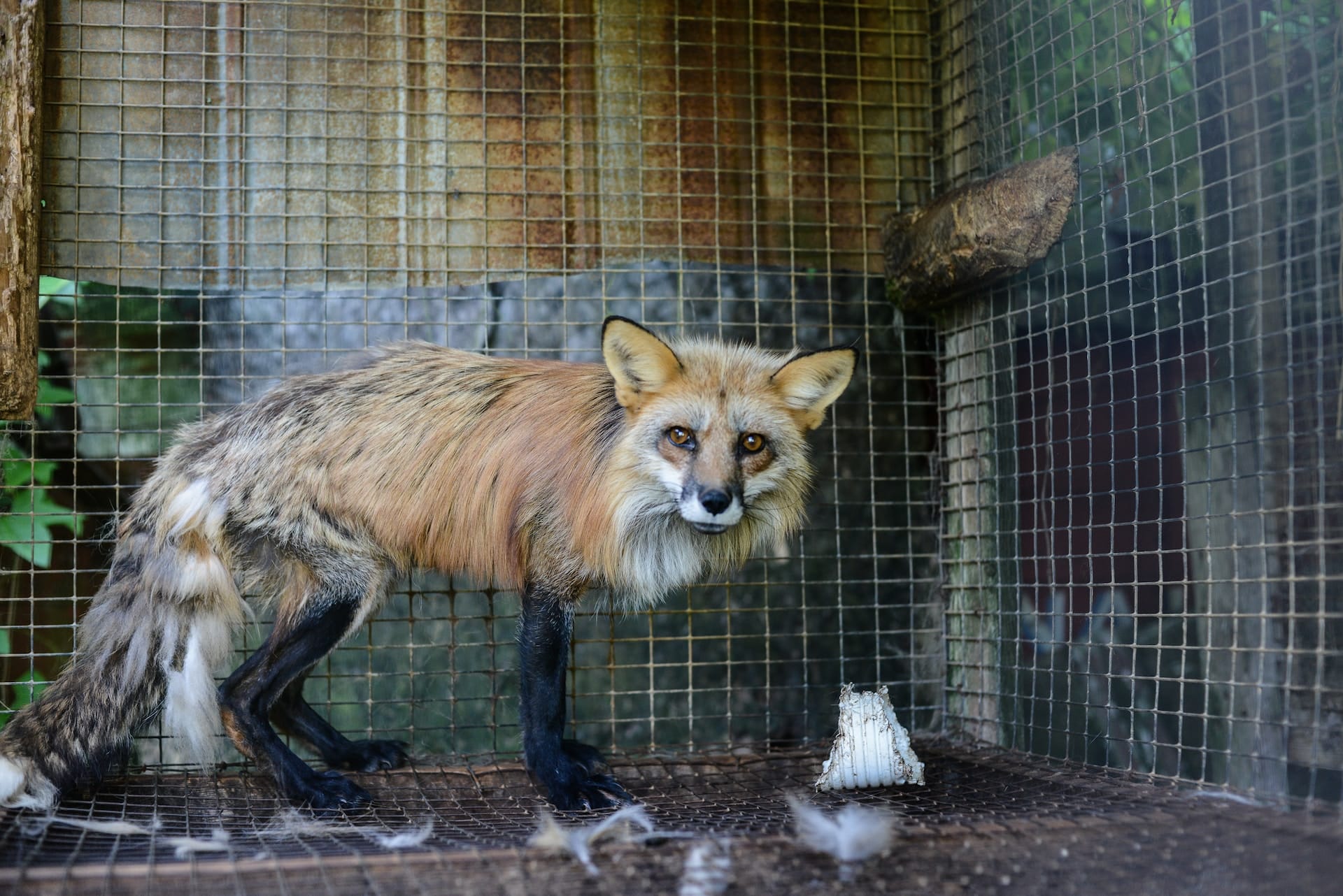 50+ Best Helping Animals Quotes that Inspire Kindness and Compassion