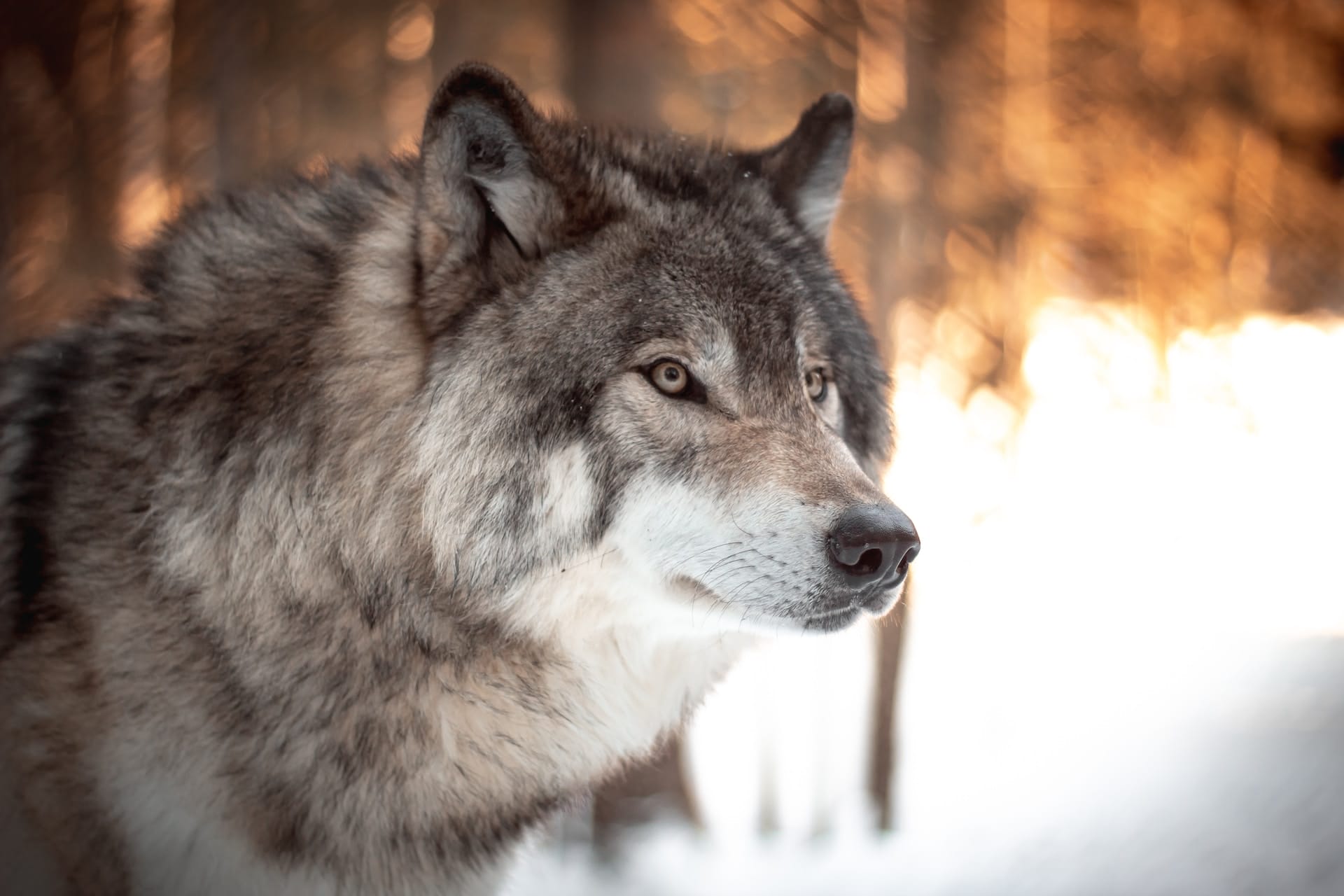 100+ Best Badass Wolf Quotes to Awaken Your Inner Beast - PetPress