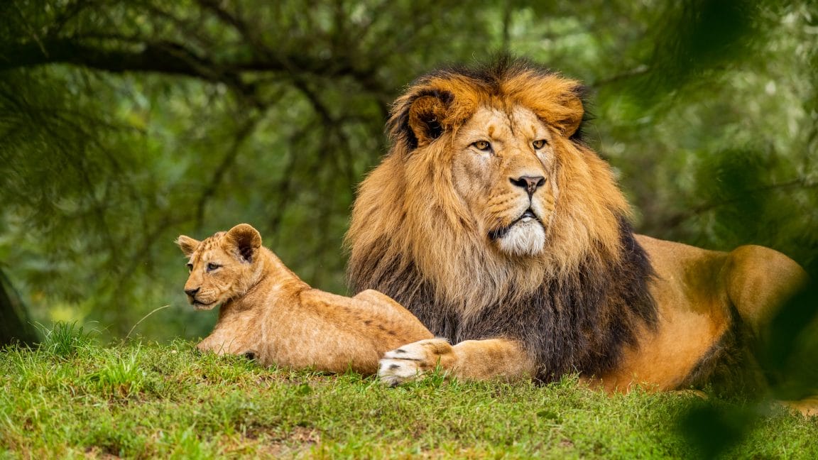 Fierce & Fiery: Embrace the Power of 75 Lion Strength Quotes! - PetPress