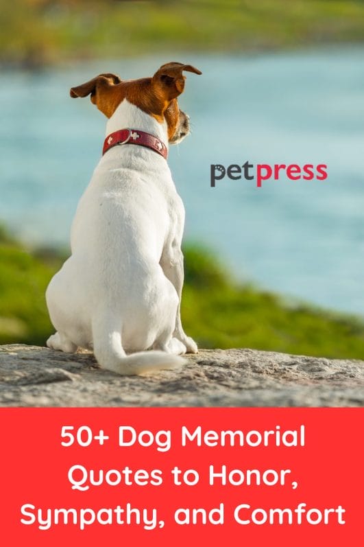 50+ Dog Memorial Quotes to Honor, Sympathy, and Comfort