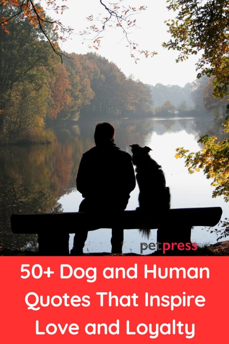 50+ Dog and Human Quotes That Inspire Love and Loyalty