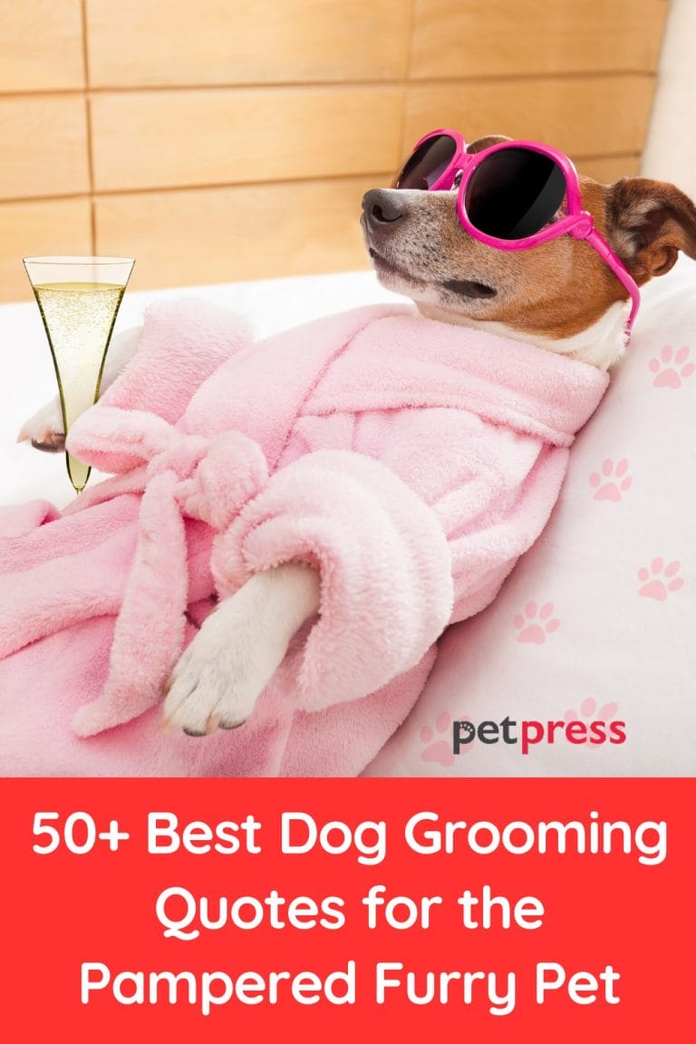 50+ Best Dog Grooming Quotes for the Pampered Furry Pet