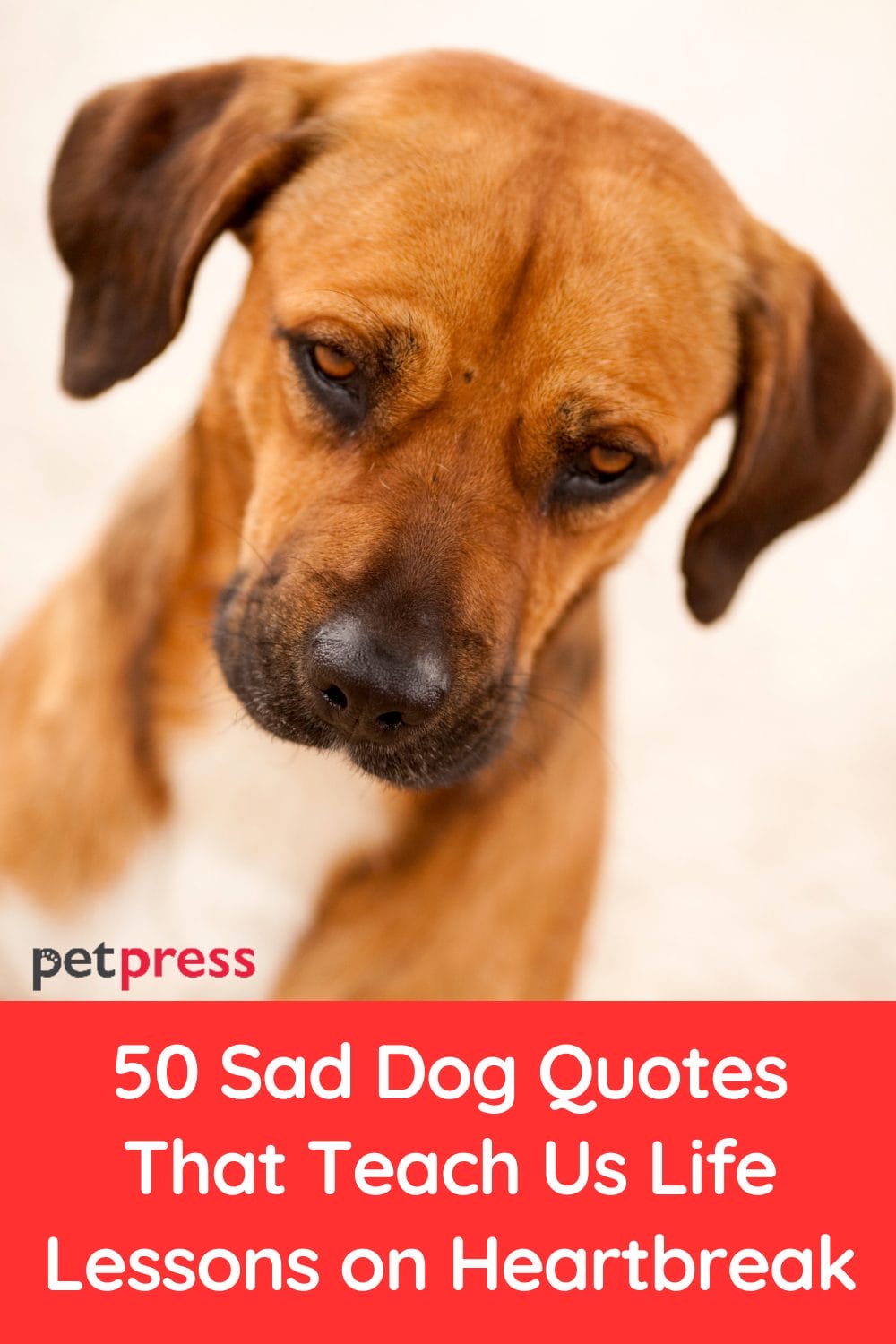 50 Sad Dog Quotes That Teach Us Life Lessons on Heartbreak