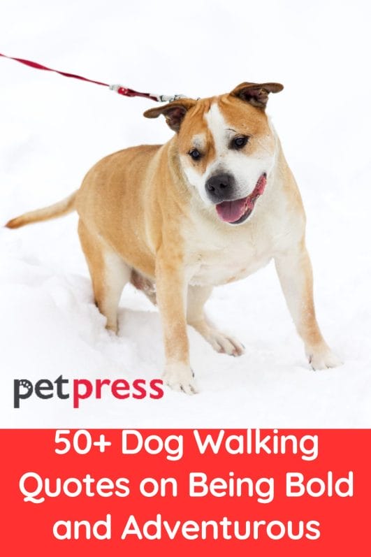 50+ Dog Walking Quotes on Being Bold and Adventurous