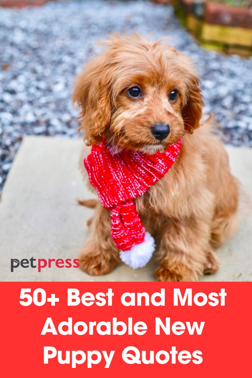 50+ Best and Most Adorable New Puppy Quotes - PetPress