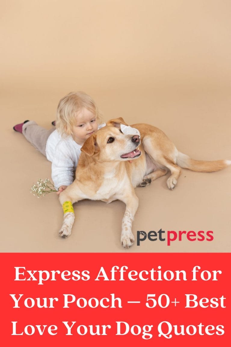 Express Affection for Your Pooch – 50+ Best Love Your Dog Quotes