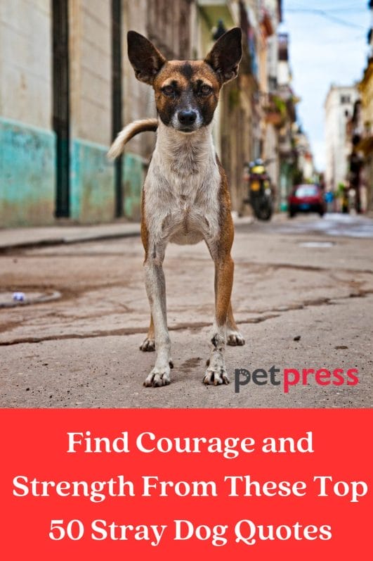 Find Courage and Strength From These Top 50 Stray Dog Quotes