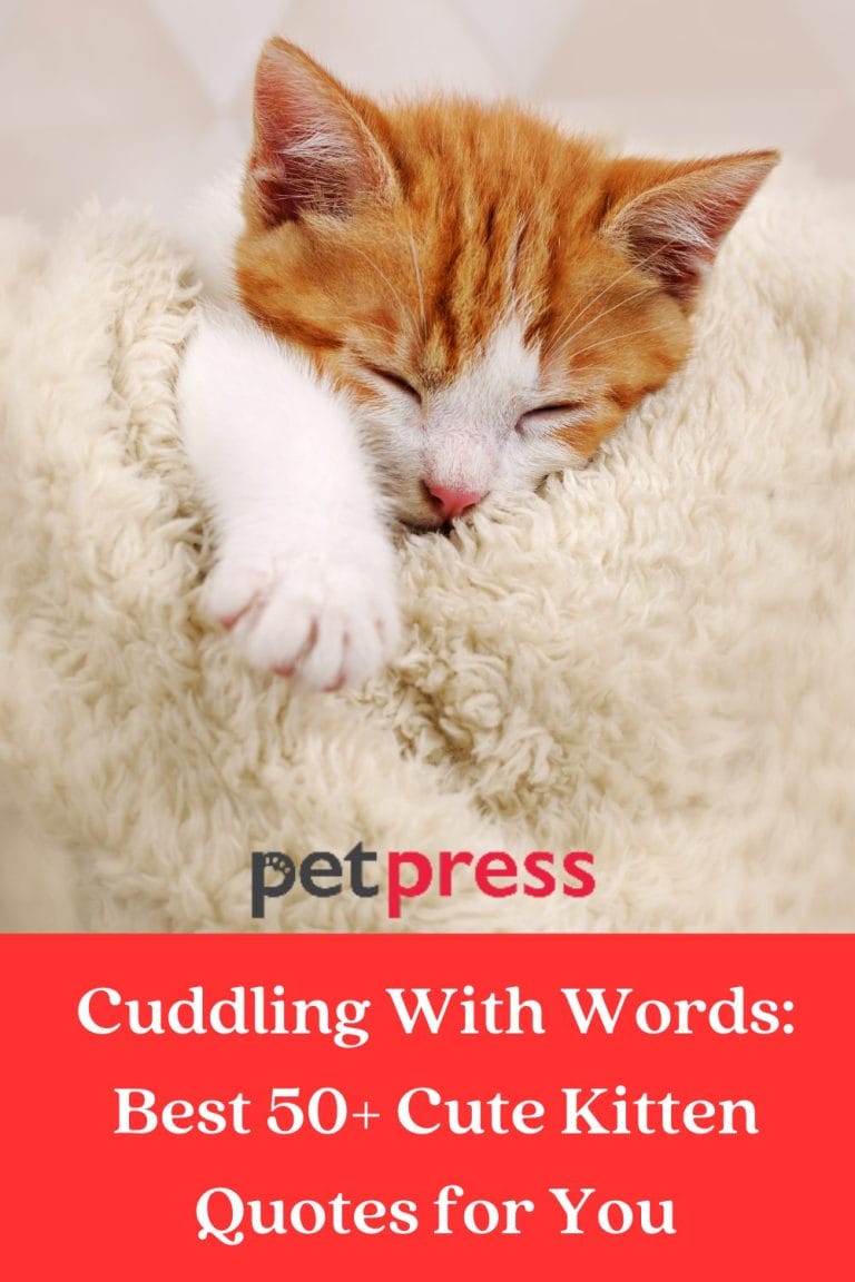 Cuddling With Words: Best 50+ Cute Kitten Quotes for You