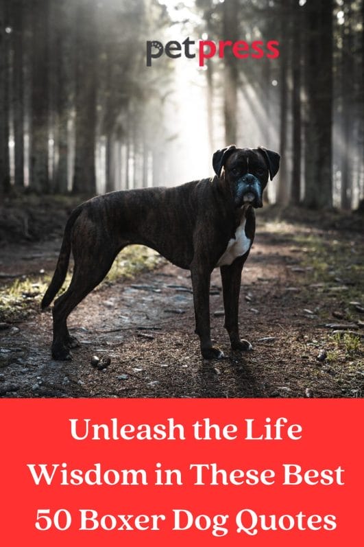 Unleash the Life Wisdom in These Best 50 Boxer Dog Quotes