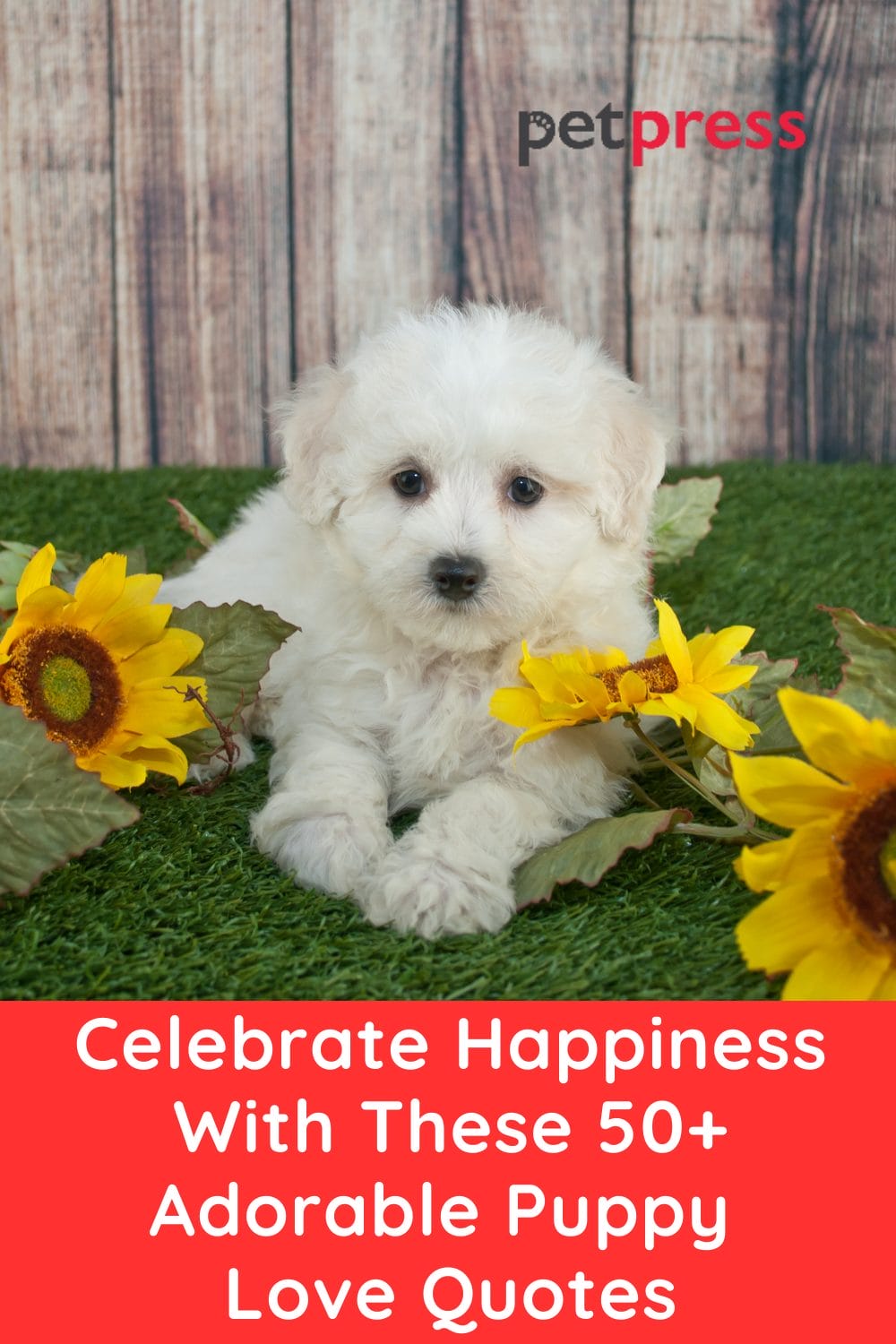 Celebrate Happiness With These 50+ Adorable Puppy Love Quotes