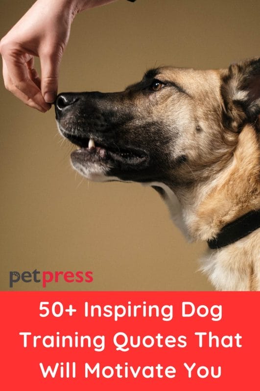 50+ Inspiring Dog Training Quotes That Will Motivate You