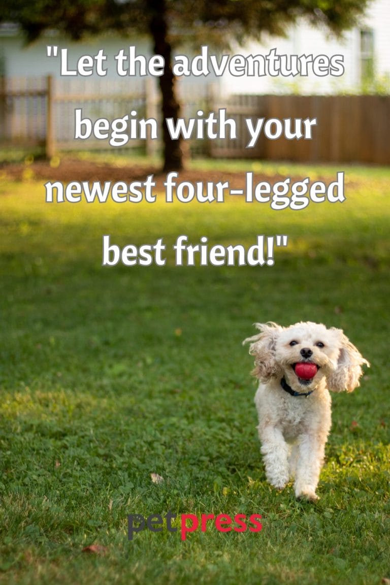 50+ Best and Most Adorable New Puppy Quotes - PetPress