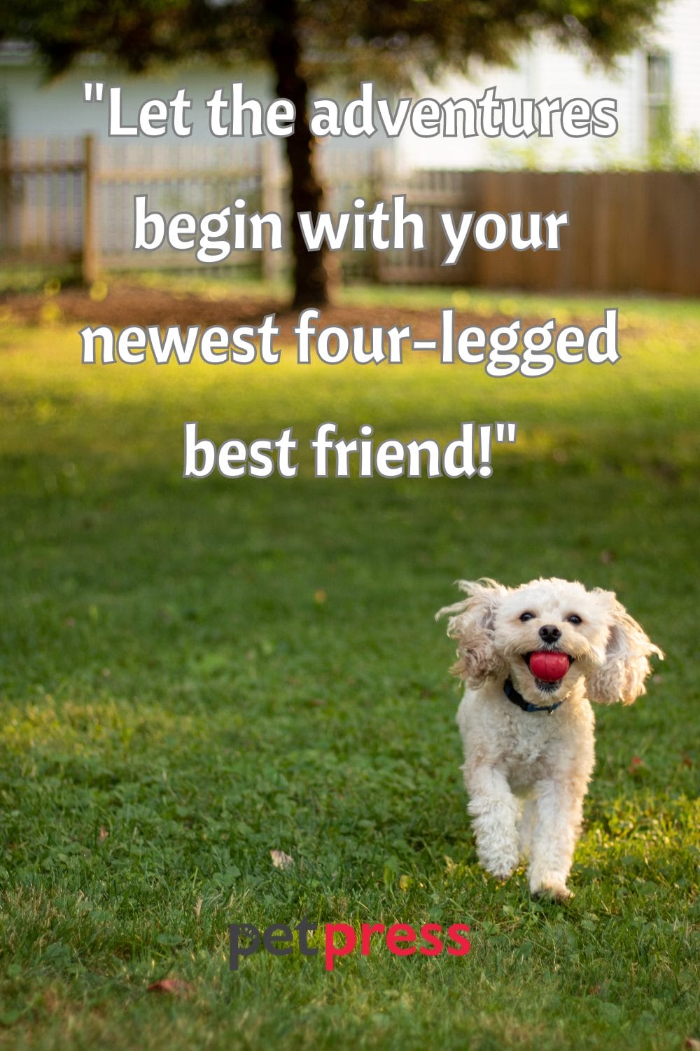 50+ Best and Most Adorable New Puppy Quotes - PetPress