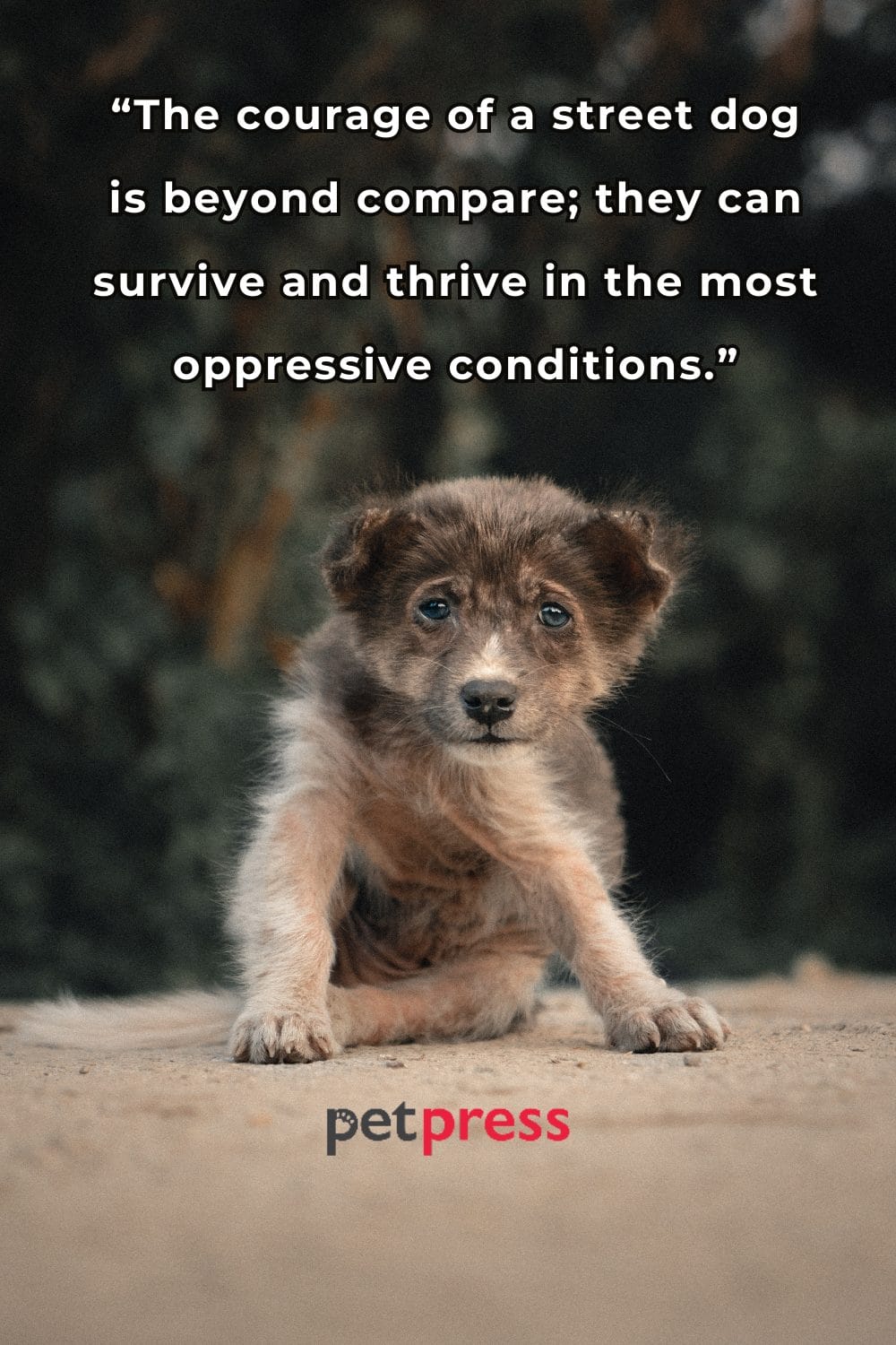 Find Courage and Strength From These Top 50 Stray Dog Quotes