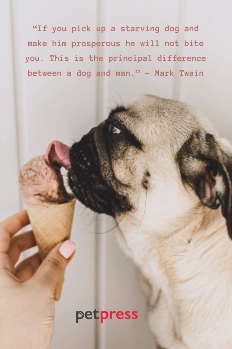50+ Inspiring Dog Friendship Quotes to Celebrate Your Bond