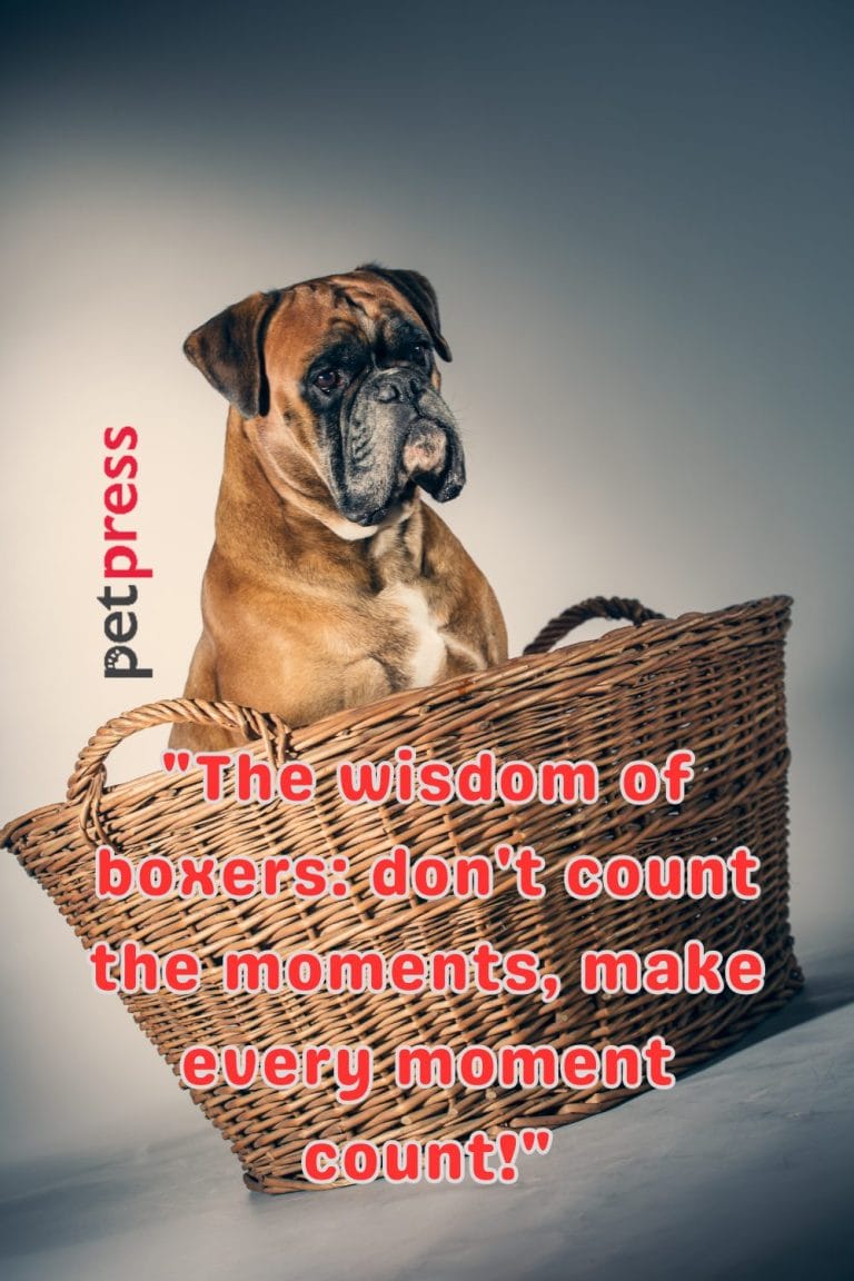 Unleash the Life Wisdom in These Best 50 Boxer Dog Quotes