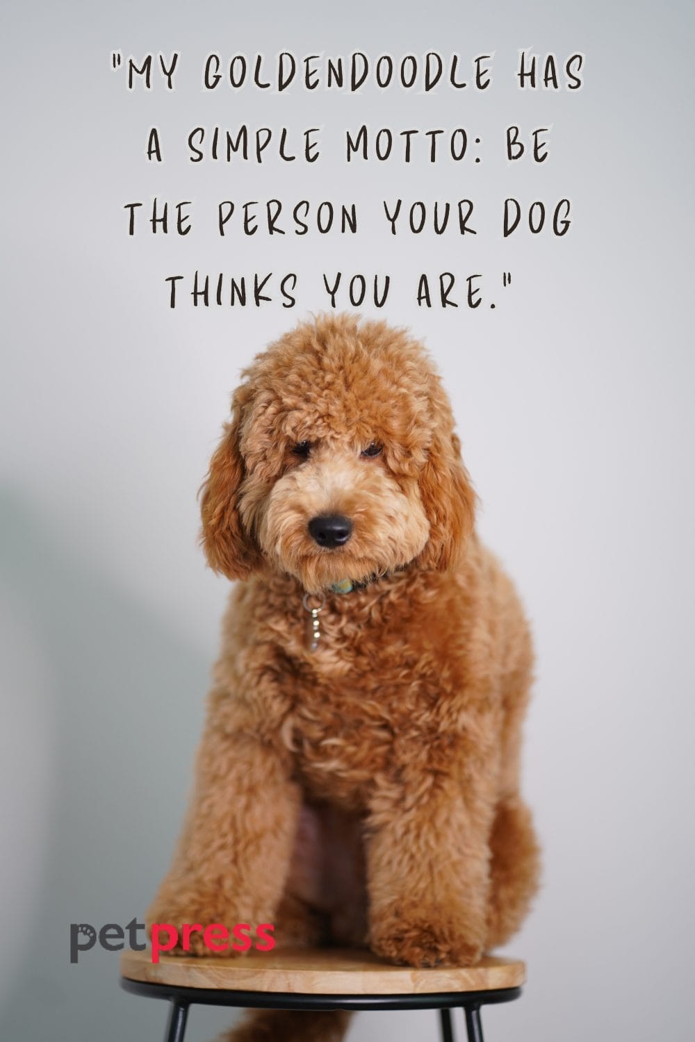 50+ Inspiring Goldendoodle Quotes for a Happy Life - PetPress