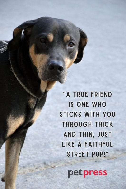 Find Courage and Strength From These Top 50 Stray Dog Quotes