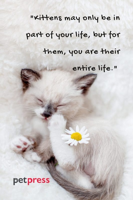 Cuddling With Words Best 50 Cute Kitten Quotes For You