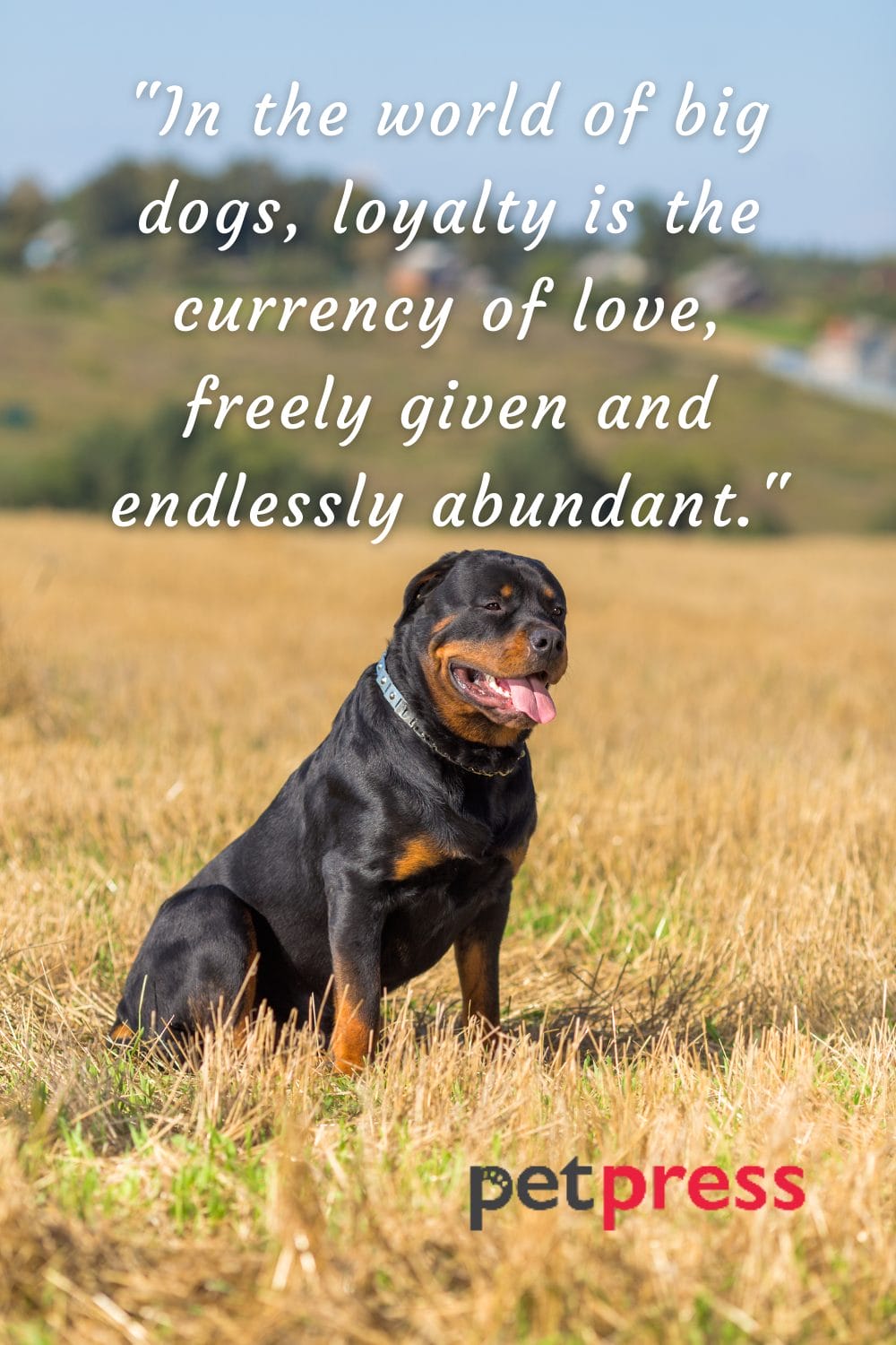 Best 50+ Inspiring Big Dog Quotes That Teach Us About Life