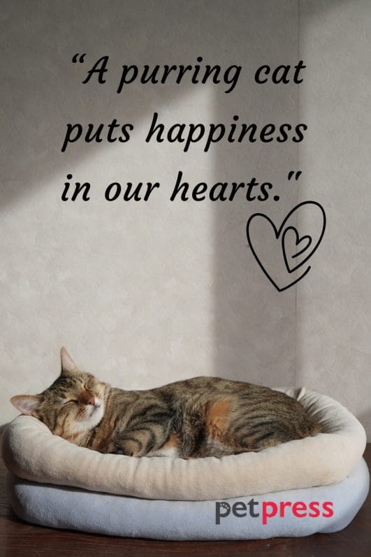 70+ Purr-fect Sleeping Cat Quotes That Will Melt Your Heart