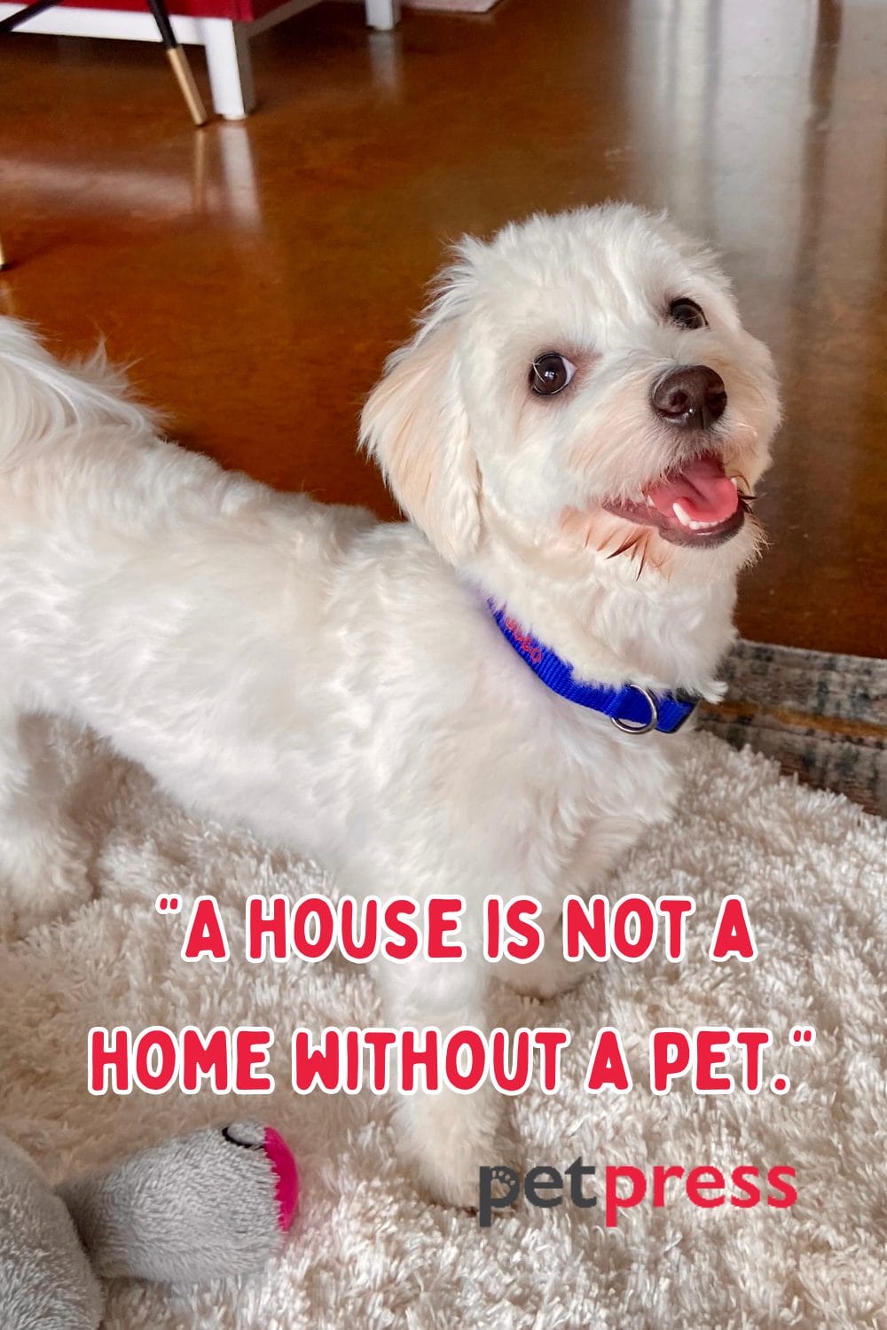 60+ Inspiring Dog Life Quotes to Live a Happier and Fulfilling Life