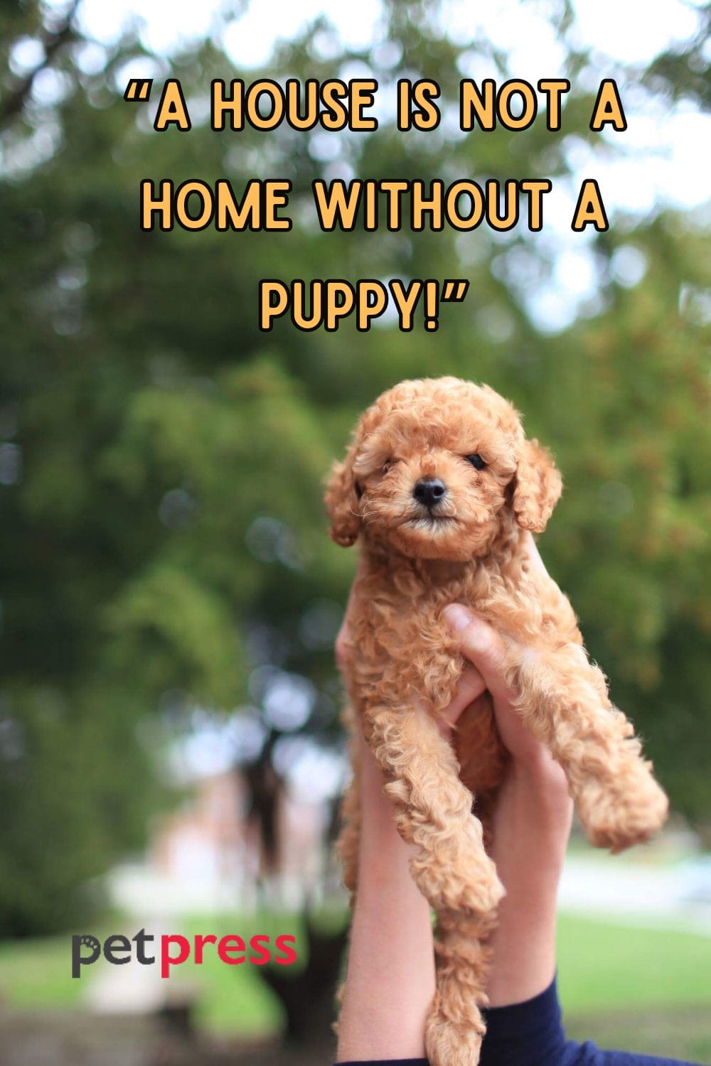 50+ Best and Most Adorable New Puppy Quotes - PetPress