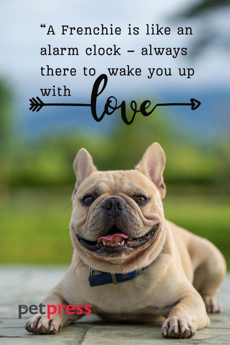 50+ Best French Bulldog Quotes That Will Make You Laugh
