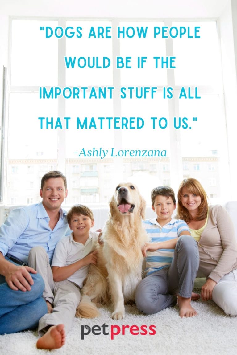 50+ Best Dogs Are Family Quotes on Recognizing Their Loyalty