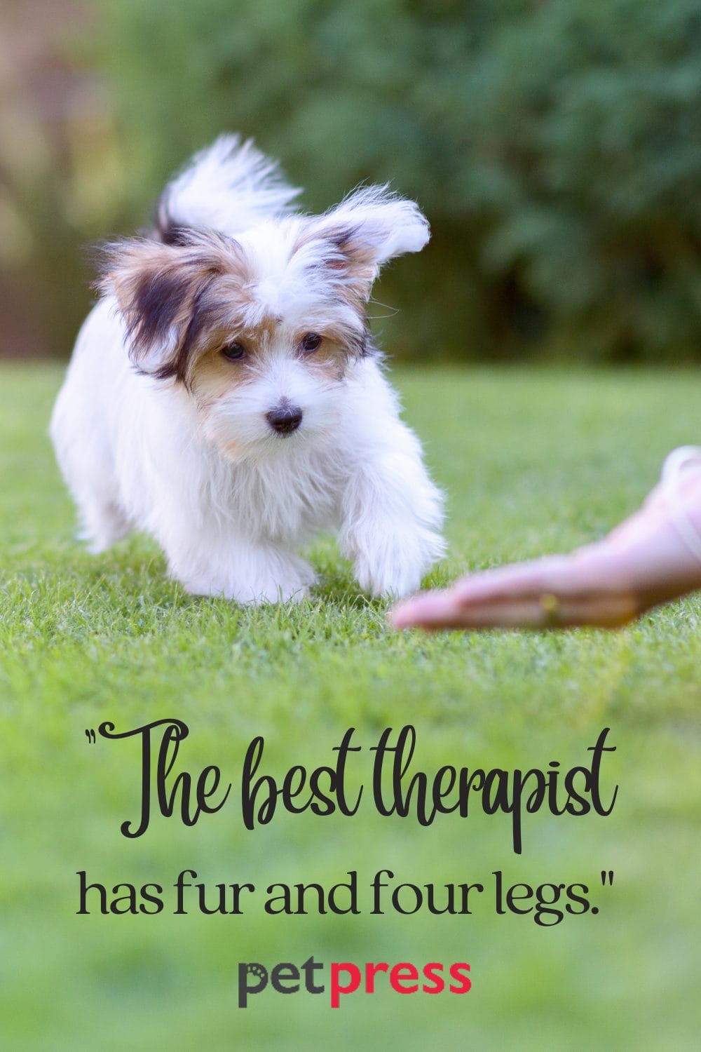 Spark Joy and Happiness: 50+ Heartwarming Dog Therapy Quotes