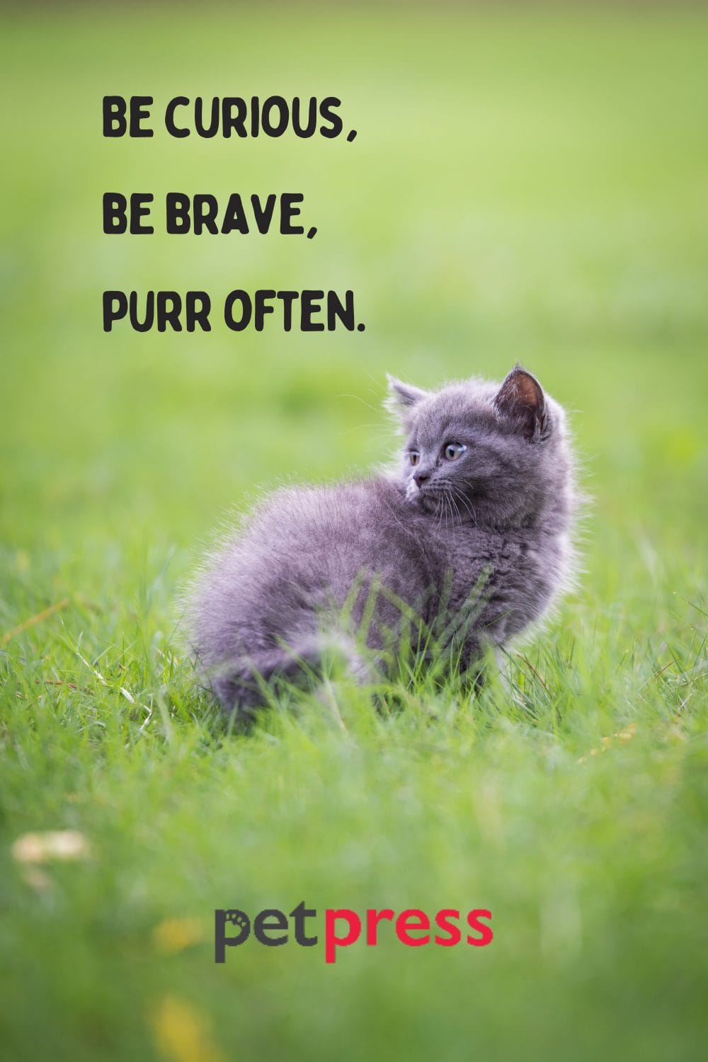 Cuddling With Words: Best 50+ Cute Kitten Quotes for You