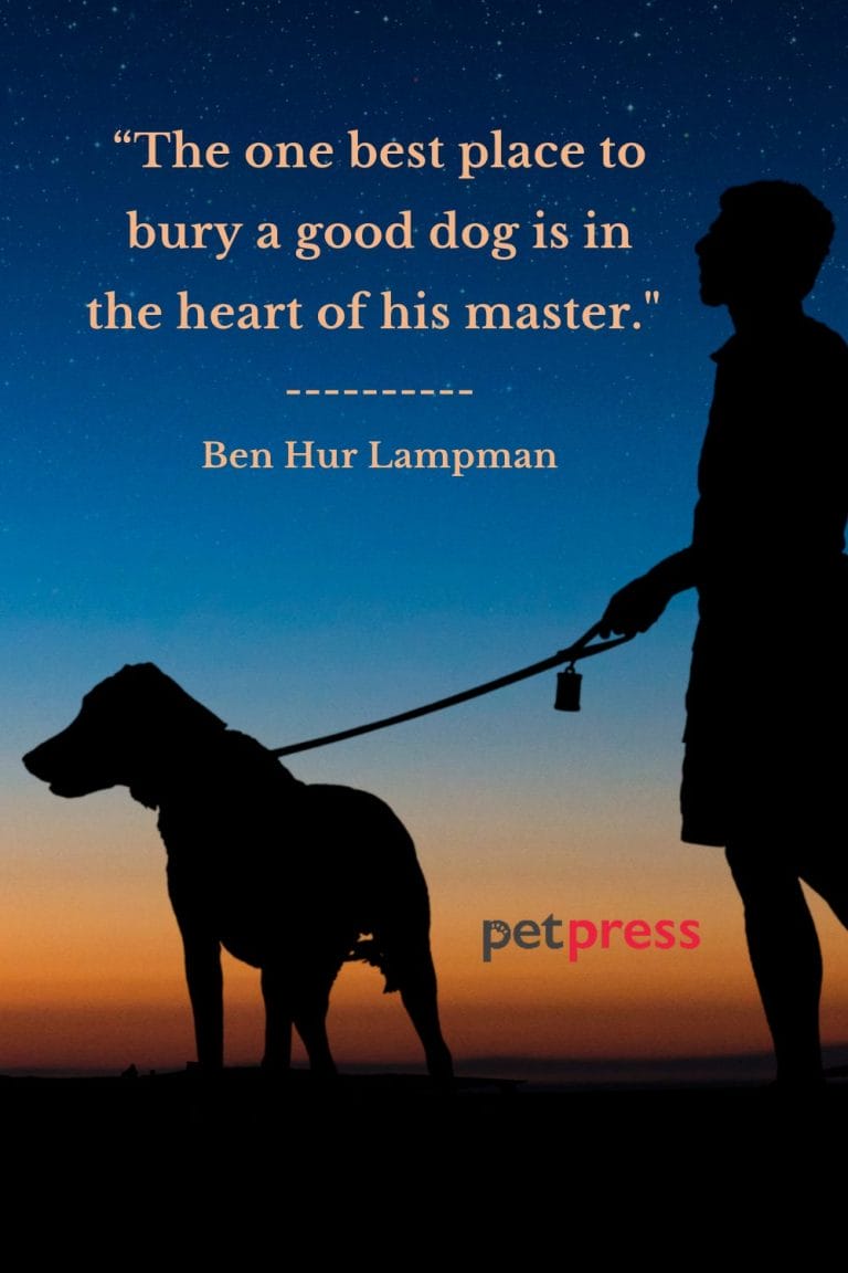 Find Comfort in 50+ Dog Sympathy Quotes After a Loss - PetPress