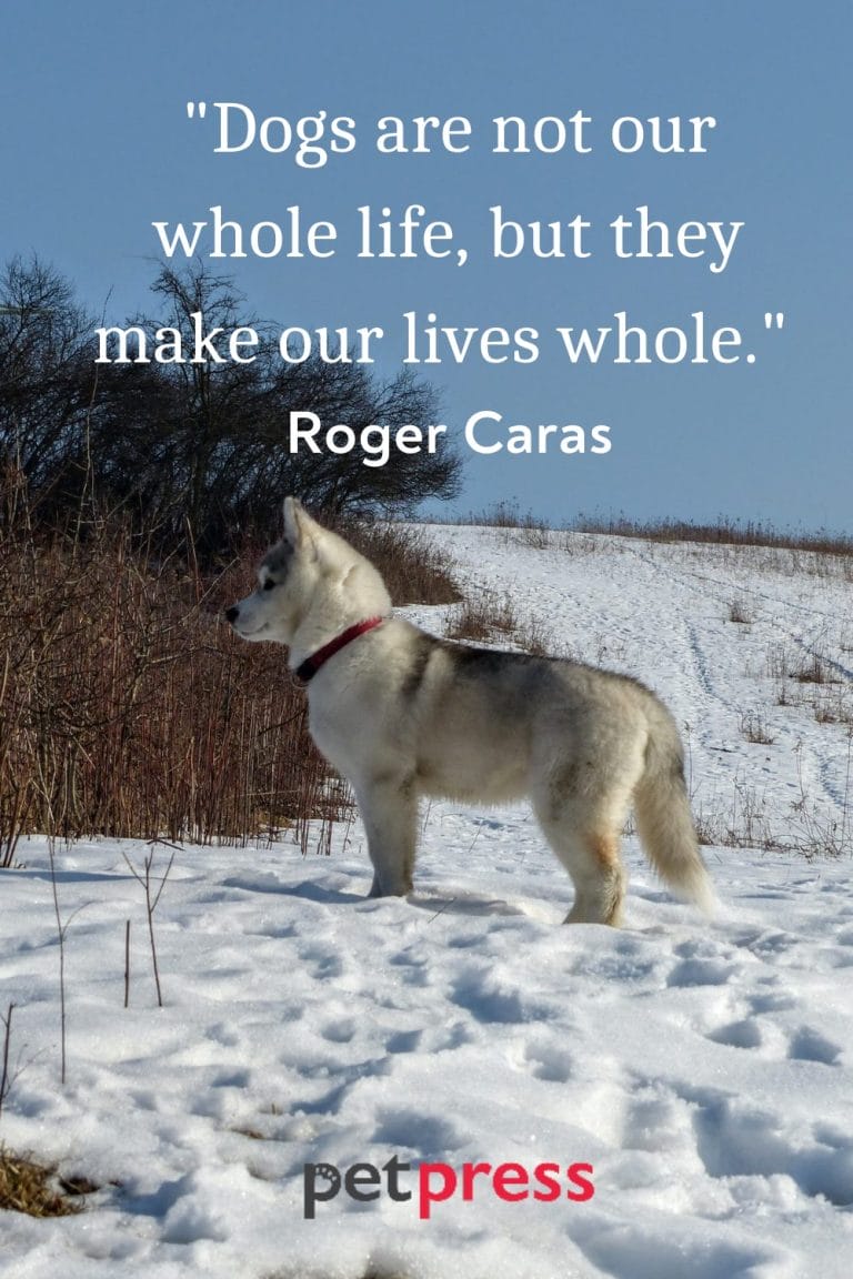 Unearthing Wisdom From These Top 50 Best Dog Angel Quotes