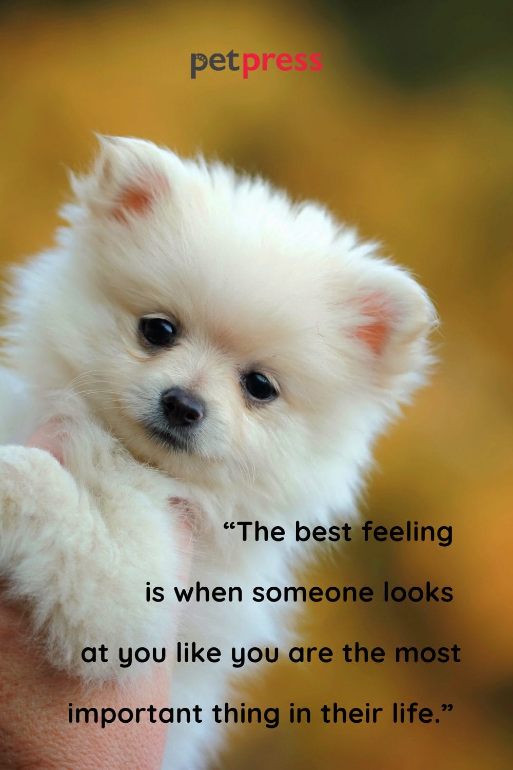 Celebrate Happiness With These 50+ Adorable Puppy Love Quotes