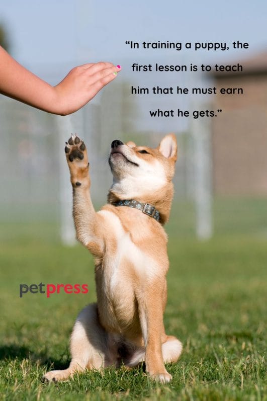50+ Inspiring Dog Training Quotes That Will Motivate You