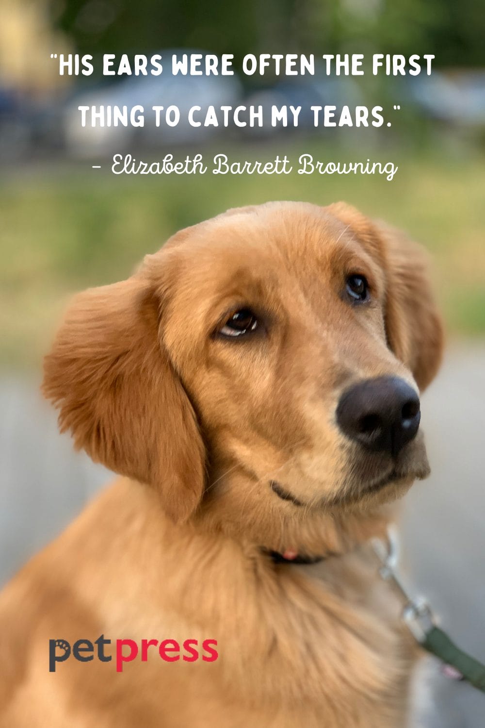 50+ Missing Dog Quotes That Find Your Strength Within - PetPress