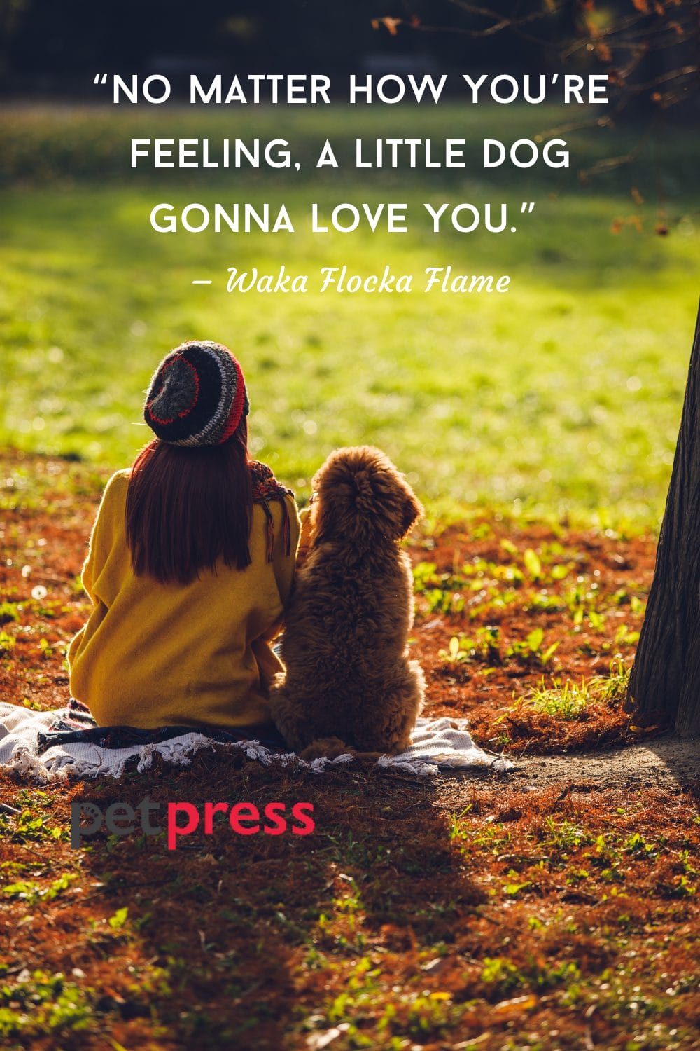 50+ Dog and Human Quotes That Inspire Love and Loyalty